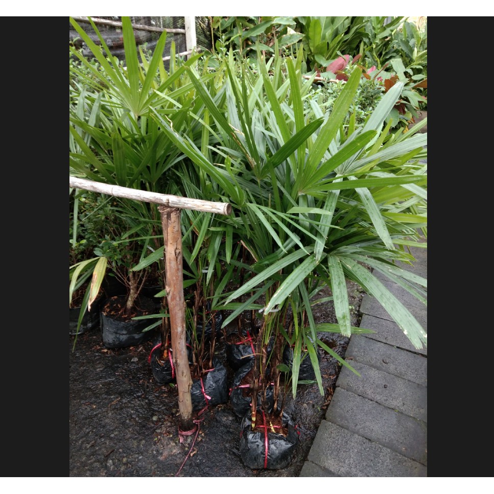 ขาย ต้นจั๋ง ตุ้มละ4 ต้นไม้ฟอกอากาศจากธรรมชาติ สูง1 เมตร ต้นสวยแข็งแรง ...