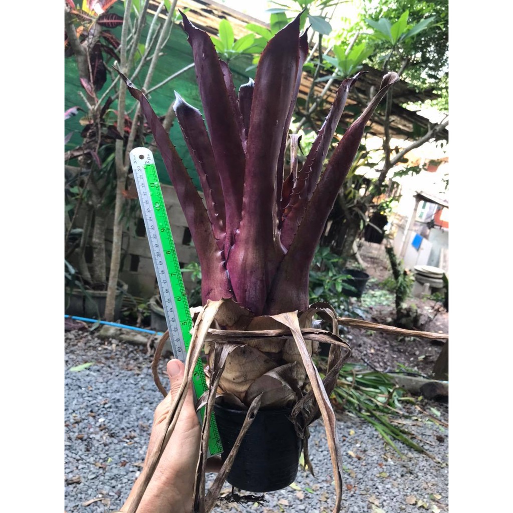 สับปะรดสี Hohen. Pennae x lemei (red clone) (MK) | Shopee Thailand