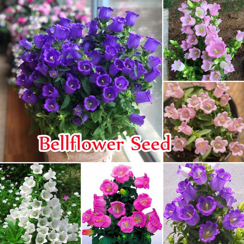 Mix Colour 200PCS/BAG Bellflower Seeds Flower Seeds เมล็ดดอกไม้ ไม้ ...