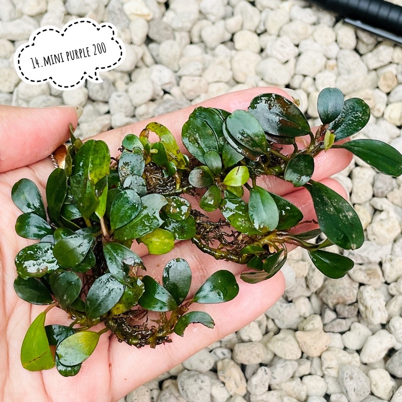 bucephalandra mini purple ต้นไม้น้ำ bucep buce | Shopee Thailand