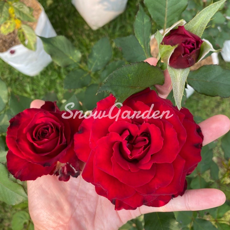 กุหลาบแดง 🌹 Red Baccara 🌹ดอกใหญ่ ต้นกุหลาบเรดบาคาร่า ไร้หนาม(ส่งต้นติด ...