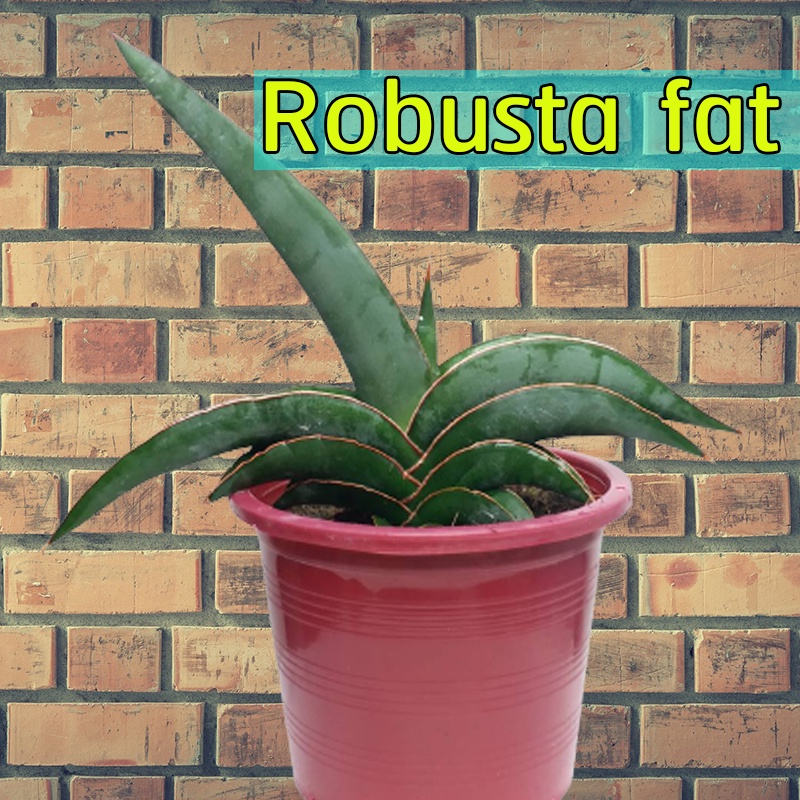 ต้นลิ้นมังกร Robusta fat ไม้ประดับ ต้นไม้มงคล ต้นไม้ฟอกอากาศ เลี้ยงแดดจัดได้ ในร่มก็ได้ ให้น้ำ ...