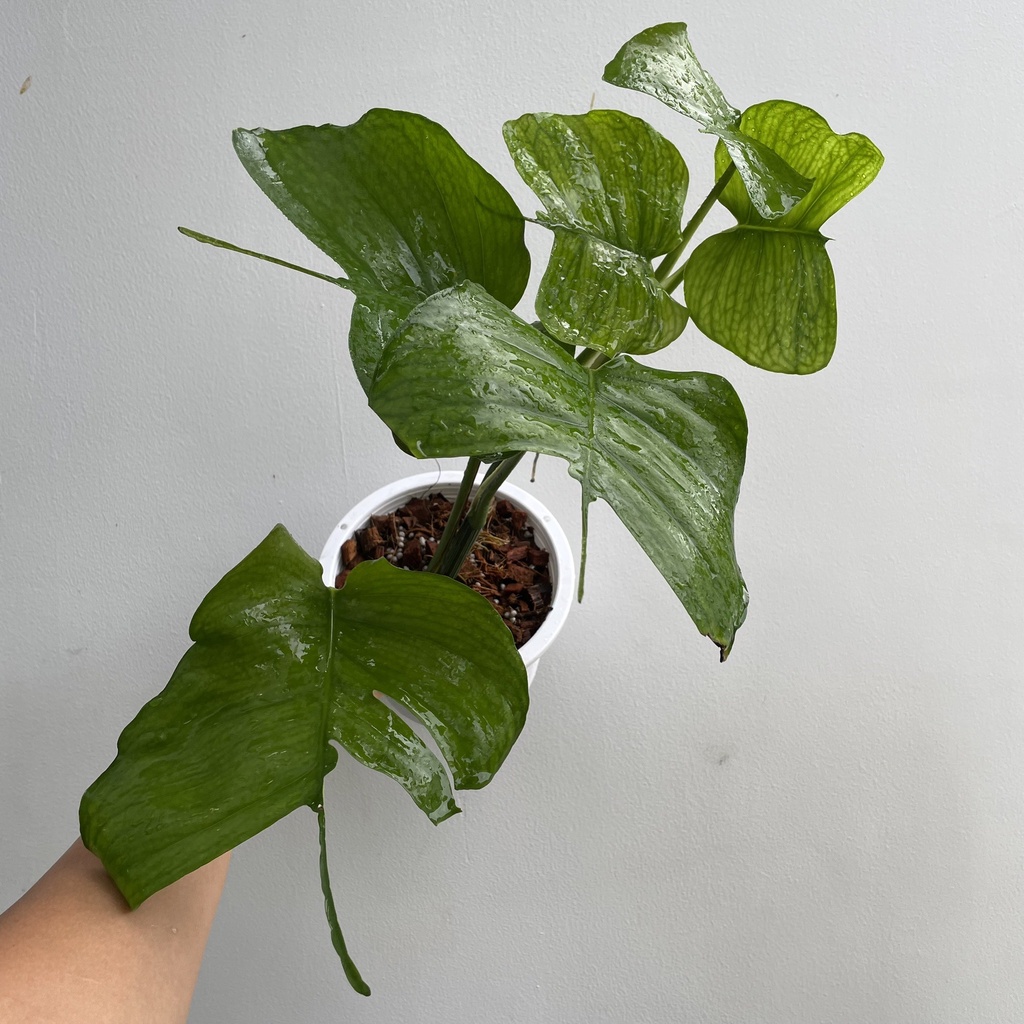 Epipremnum pinnatum skeleton key ไม้เขียวใบแปลก เลี้ยงง่าย ยิ่งเลื้อย ...