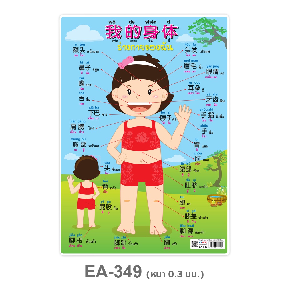 โปสเตอร์พลาสติก A4 คำศัพท์ My Body ภาษาจีนหญิง EA-349 | Shopee Thailand