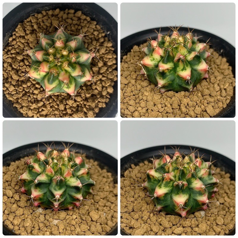 แคคตัส Gymnocalycium variegated cactus multi-color แคคตัส กระบองเพชร ...