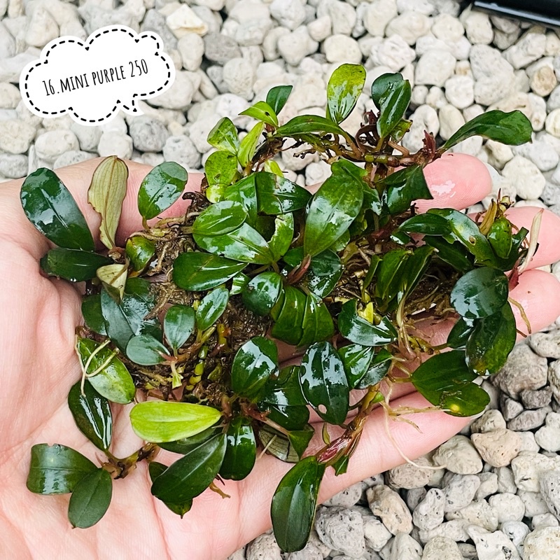 bucephalandra mini purple ต้นไม้น้ำ bucep buce | Shopee Thailand