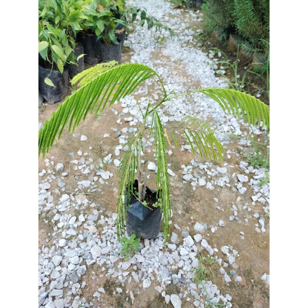 ชะอมหนามน้อยแบบถุงเล็กตอนกิ่ง 1ชุดมี2ต้น | Shopee Thailand