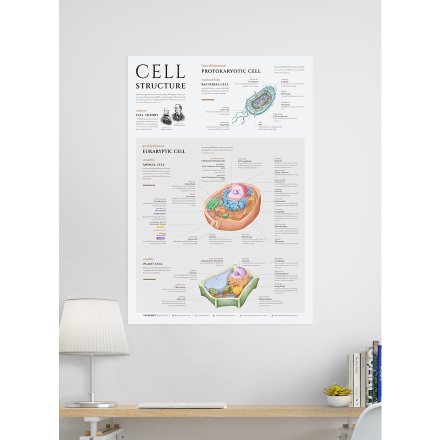 โปสเตอร์โครงสร้างเซลล์ Cell Structure | Shopee Thailand