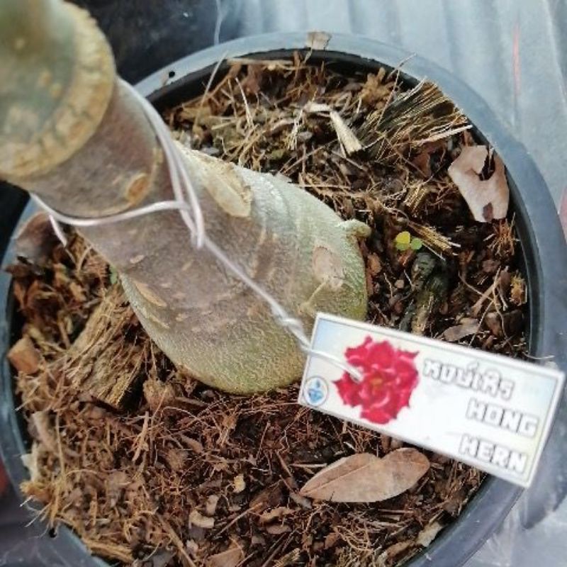 Enium Plant ที่จะเข้ามา (โฮมโฮมโฮม //// โฮมเบบี้ (หน้าแรก> สินค้า> บ้าน>> บ้าน> ผลิตภัณฑ์> บ้าน ...