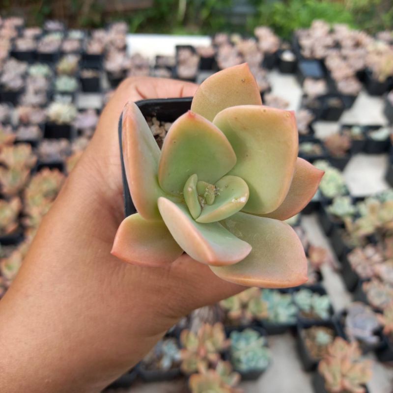 (ลดเพิ่ม 50% สูงสุด 100 ใส่โค้ด INCLV33) กุหลาบหิน /ไม้อวบน้ำ/กระถางสองนิ้วส่งพร้อมกระถาง ...