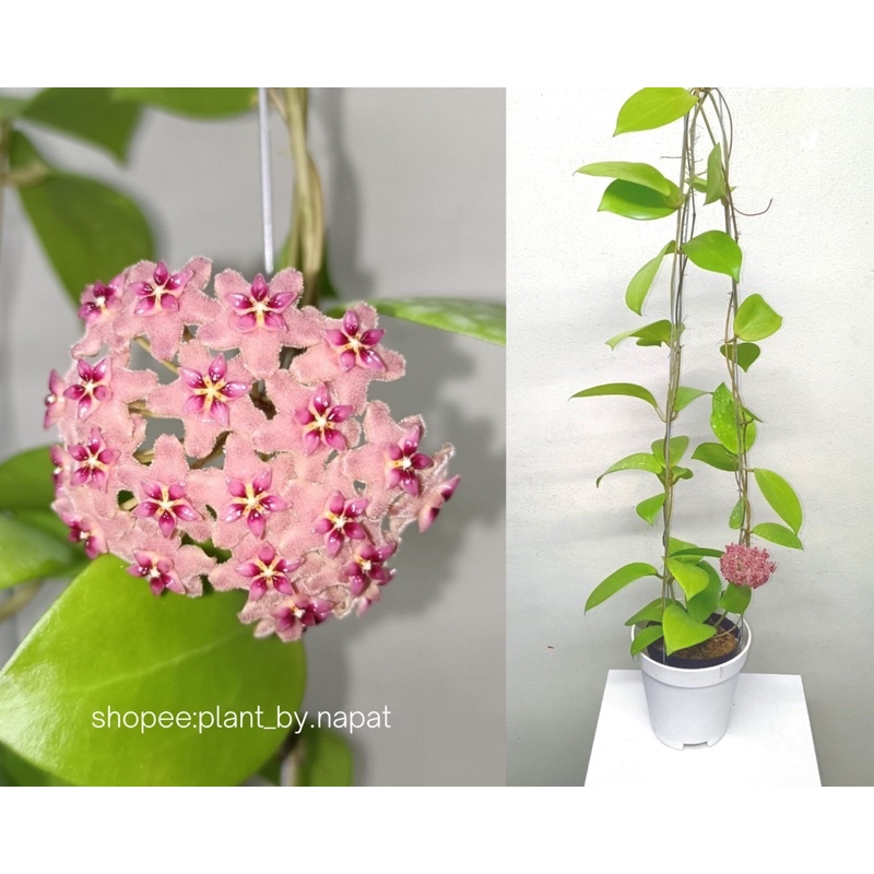 Hoya kicki โฮย่าคิกกิ (ต้นใหญ่พร้อมให้ดอก) | Shopee Thailand