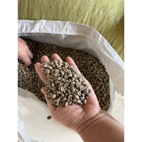 Green coffee arabica 100% （wash process) | Shopee Thailand