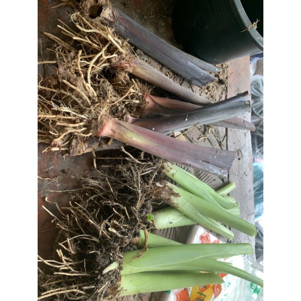 ต้นพันธุ์ออดิบดำ คูน ทูน โชน ชุด 5 ต้น | Shopee Thailand