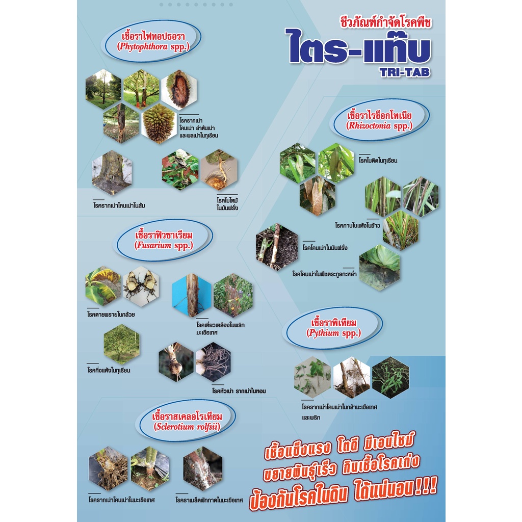 ไตร-แท๊บ (ไตรโครเดอร์มา) ขนาด 1 กก. ทีเอบี ชีวภัณฑ์กำจัดโรคพืช Bio ...