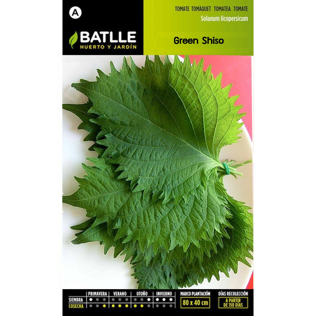 เมล็ดพันธุ์ ชิโซะ โอบะ ญี่ปุ่น - Green Ohba Ao Shiso Seed | Shopee Thailand