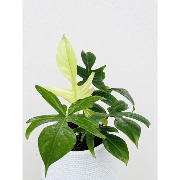 ต้นฟิโลเดนดรอนก้ามกุ้งมิ้นท์Philo.Florida Ghost | Shopee Thailand