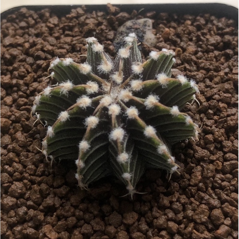 กระบองเพชร แคคตัส LB2178 แท้ 11พู ไม้เมล็ด | Shopee Thailand