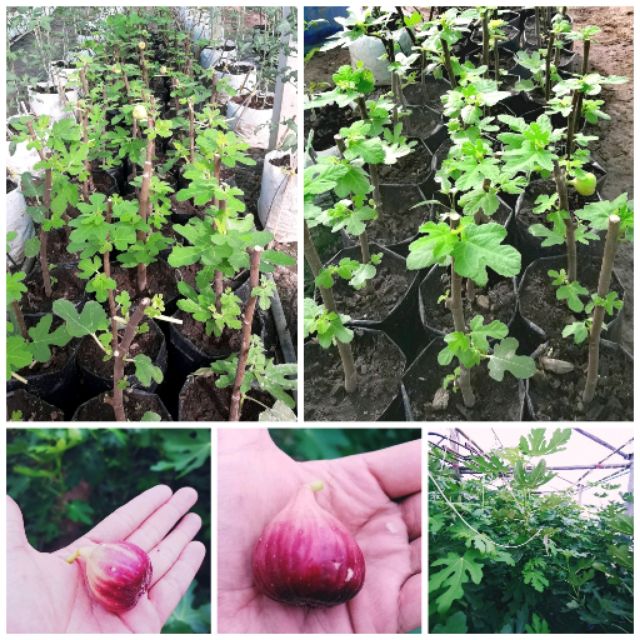 ต้นมะเดื่อฝรั่ง FIG มะเดื่อฝรั่งสายพันธุ์ JAPAN BTM6 | Shopee Thailand