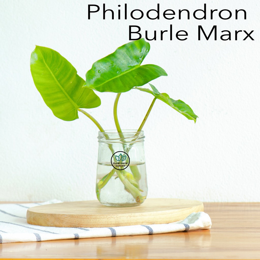 1 แถม 1 ไม้ฟอกอากาศ ฟิโลเดนดรอน Philodendron burle marx ปลูกในน้ำ ปลูก ...