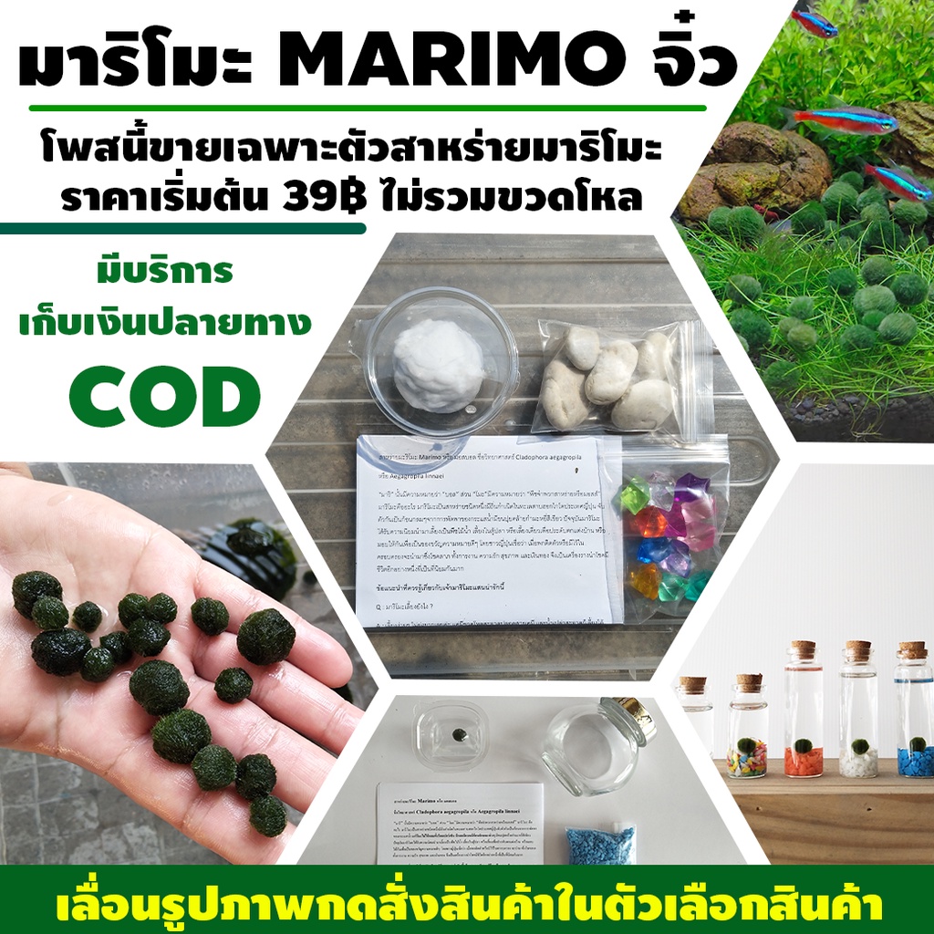 Marimo มาริโมะ จิ๋ว สายพันธุ์ญี่ปุ่น พืชน้ำ ไม้น้ำ ไม่รวมขวดโหล ...