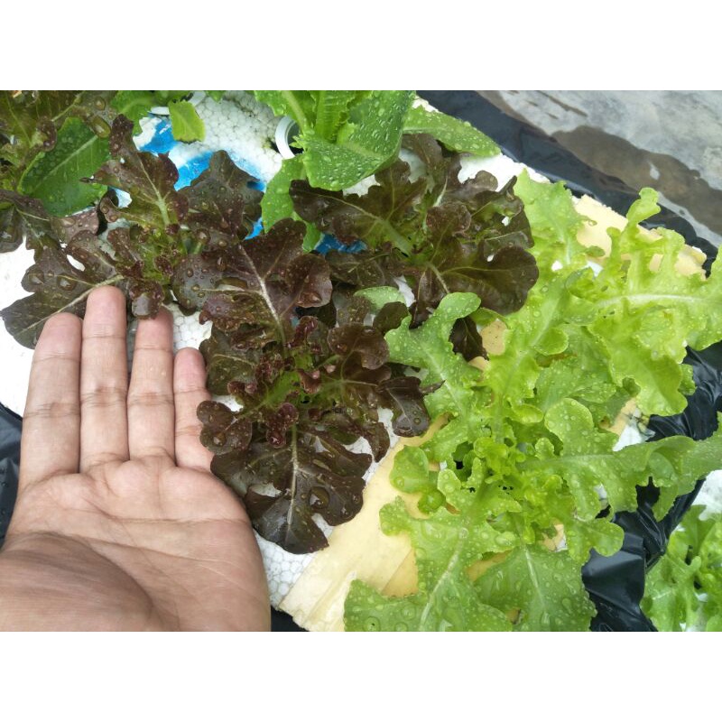 ปุ๋ยไฮโดรโปรนิกส์1ลิตร#ปุ๋ยAB#ปุ๋ยผักสลัด+หลอดตวงปุ๋ย+ฟองน้ำ+เมล็ดผัก ...