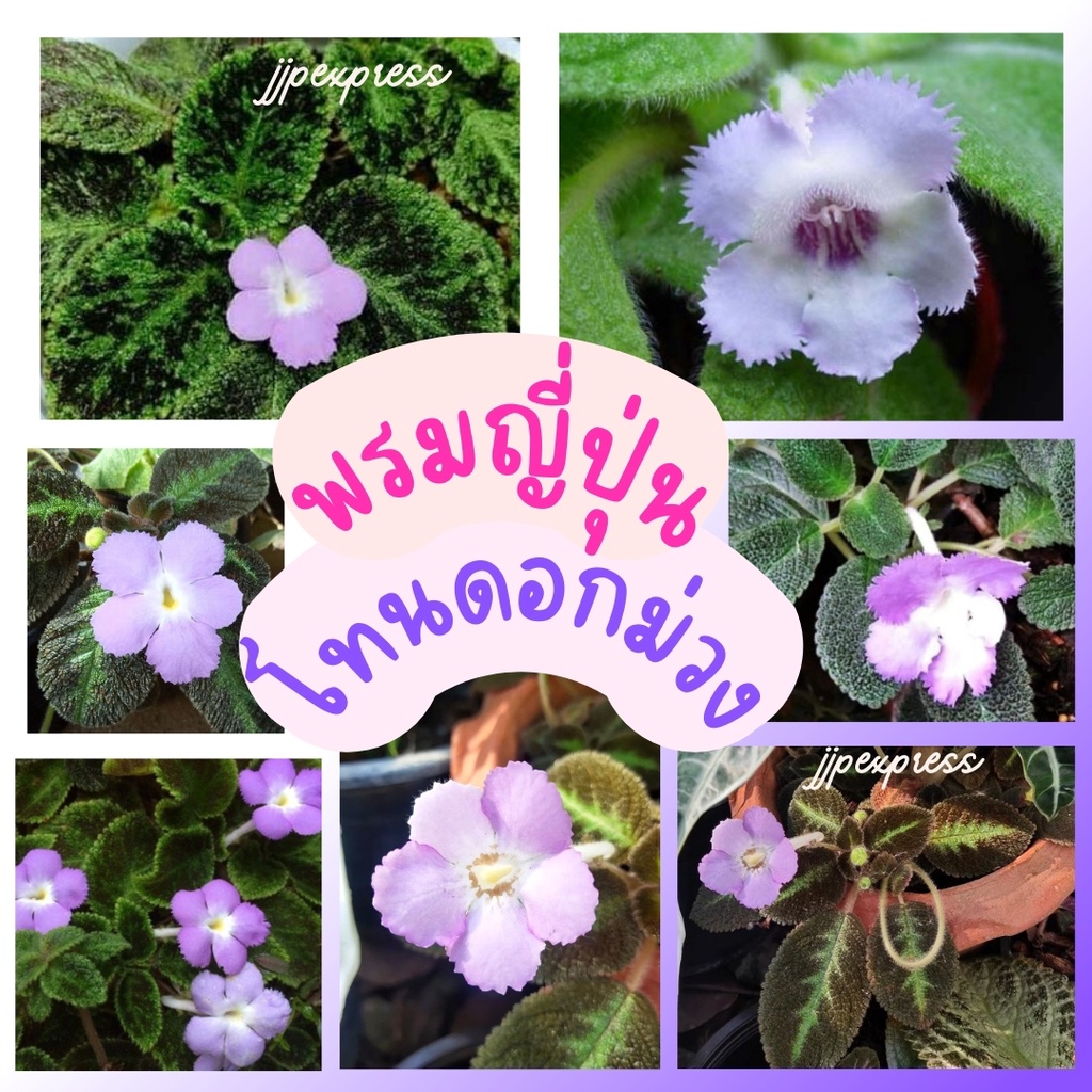 พรมญี่ปุ่น "โทนดอกสีม่วง" ( purple flower tone) สีดอกตามหาสวยละมุน แปลก ...