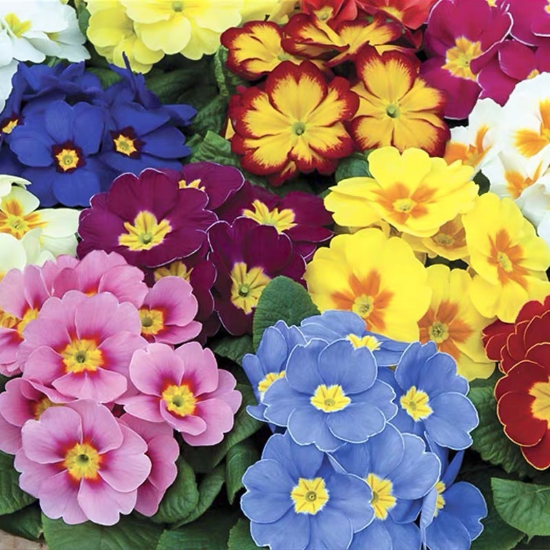เมล็ดพันธุ์ พริมโรส Mixed Color Primula flower seeds พันธุ์ไม้ดอก (แต่ ...
