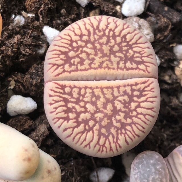 ไลทอป lithops aucampiae c48 | Shopee Thailand