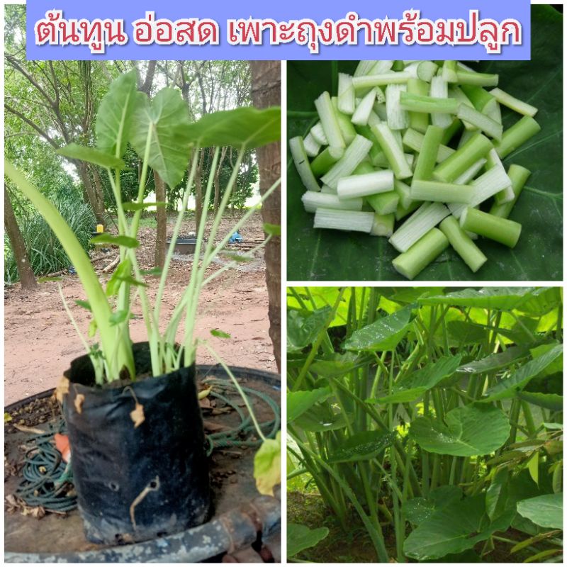 ต้นกล้าทูน พร้อมปลูก#อ่อสด#บอนกินสดกินกับส้มตำเพาะถุงดำปลูกติดไวชุด2ถุง ...