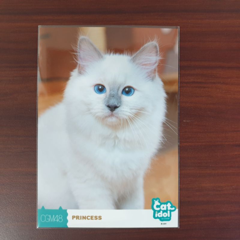 Photoset Cat Idol CGM48 สิตา ฟอร์จูน ออม นีนี่ แองเจิ้ล แชมพู ปีโป้ ไข่ ...