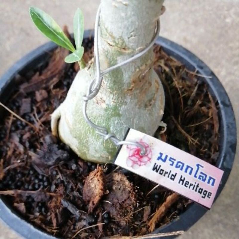 Enium Plant ที่จะเข้ามา (โฮมโฮมโฮม //// โฮมเบบี้ (หน้าแรก> สินค้า> บ้าน>> บ้าน> ผลิตภัณฑ์> บ้าน ...