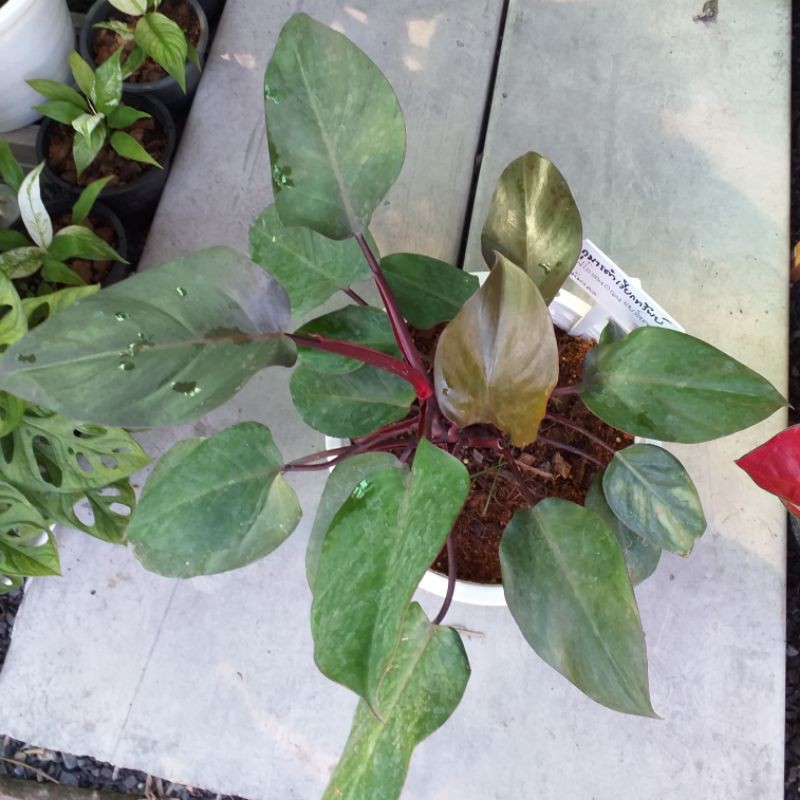 ต้นฟิโลเดนดรอนเรดเอมเมอรัล Philo. Red Emerald มรกตแดง | Shopee Thailand