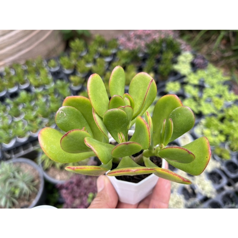 Crassula ovata "Hummel's Sunset" (Golden Jade Tree) #คลาสซูล่า ต้นใบ ...