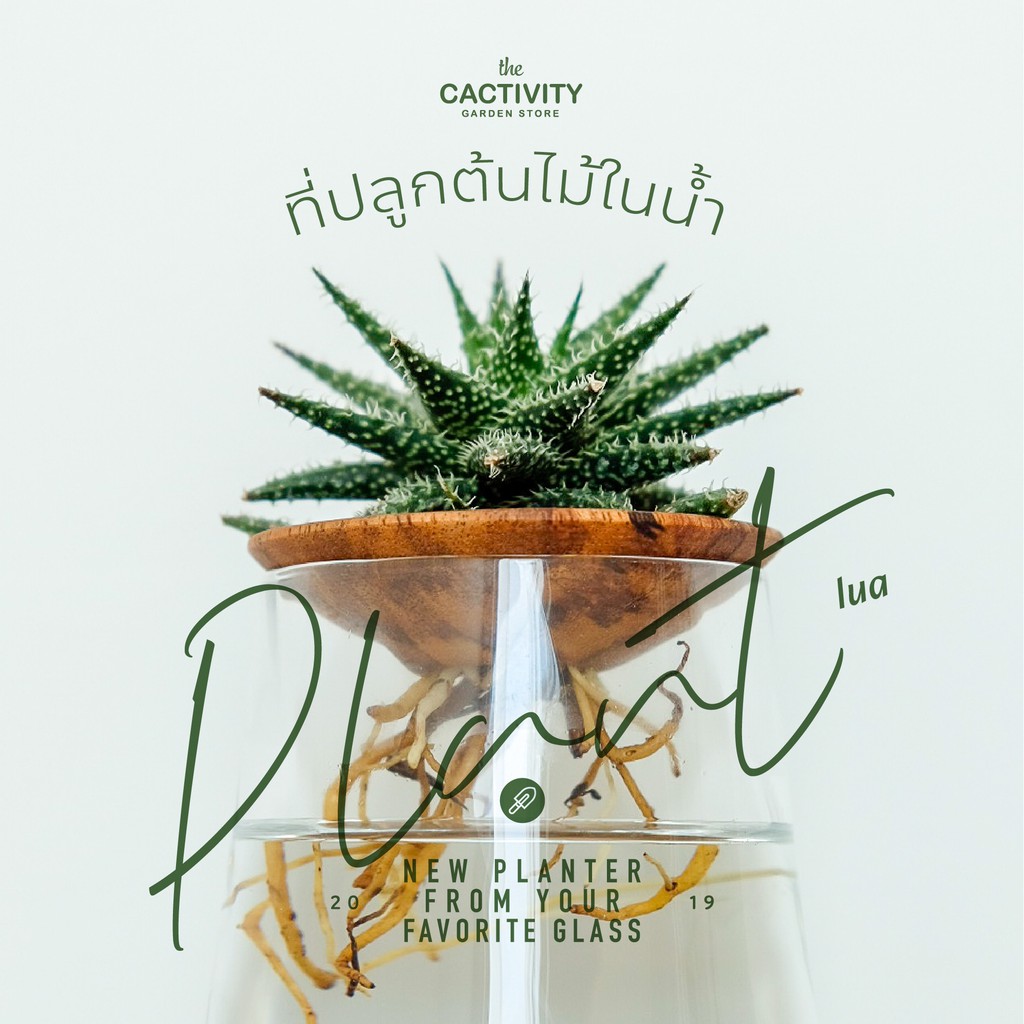 🔥NEW!🔥 ”Lua” Wood Propagation Cone - ที่ปลูกต้นไม้ในบ้าน | Shopee Thailand