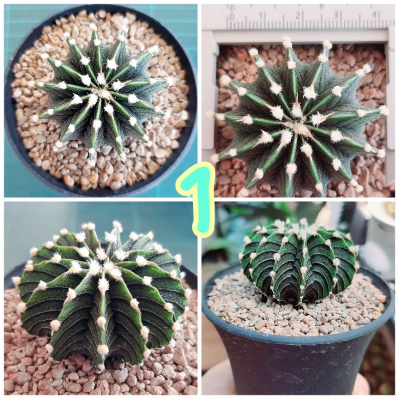 ยิมโน LB2178 & VOS014a แท้สวยๆ ไม้เมล็ด | Shopee Thailand