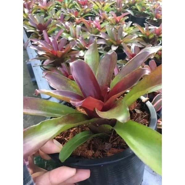 Mini Fire Ball# ต้นสับประรดสี#bromeliad#ต้นไม้สวยงาม# ไม้ประดับ# ตกแต่ง ...