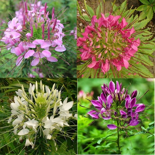 บอนสี 200เมล็ด เมล็ดพันธุ์ ผักเสี้ยนฝรั่งคละสี Cleome Spinosa Seeds ...