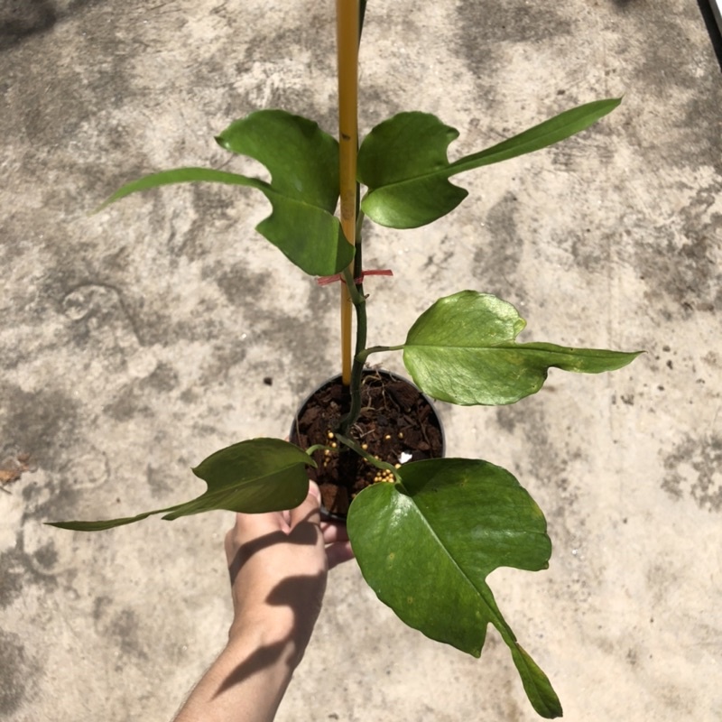 ต้น อิพิกระเบน / epi skeleton key | Shopee Thailand