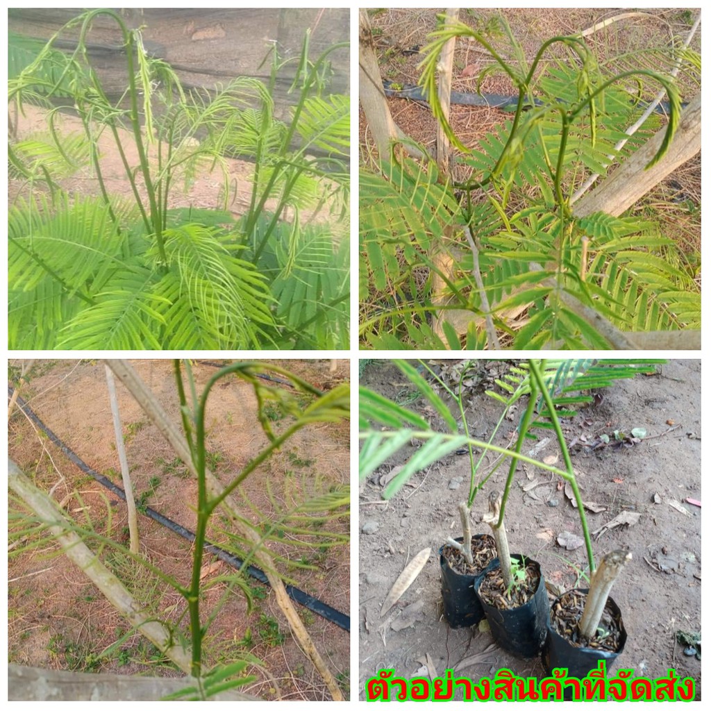 ต้น ผัก ชะอม ชะอมไร้หนาม ชะอมไม่มีหนาม ผักขา ผักขาง ไร้หนาม ไม่มีหนาม ...