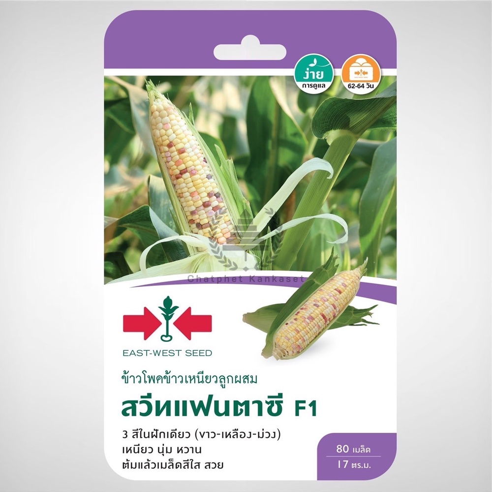 เมล็ดพันธ์ุ ข้าวโพดข้าวเหนียวลูกผสม สวีทแฟนตาซี F1 80 เมล็ด/ซอง ตราศร ...