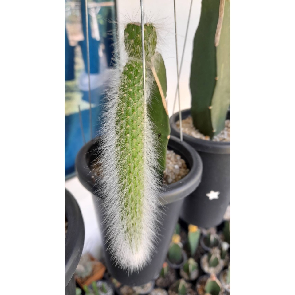 แคคตัสหางลิง สีขาวขนฟู | Shopee Thailand