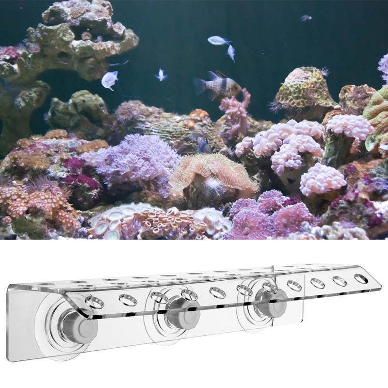 Flov4 อะคริลิค Coral Frag Rack First แถวดัดผู้ถือ 32 ปลั๊กสําหรับ Sea ...
