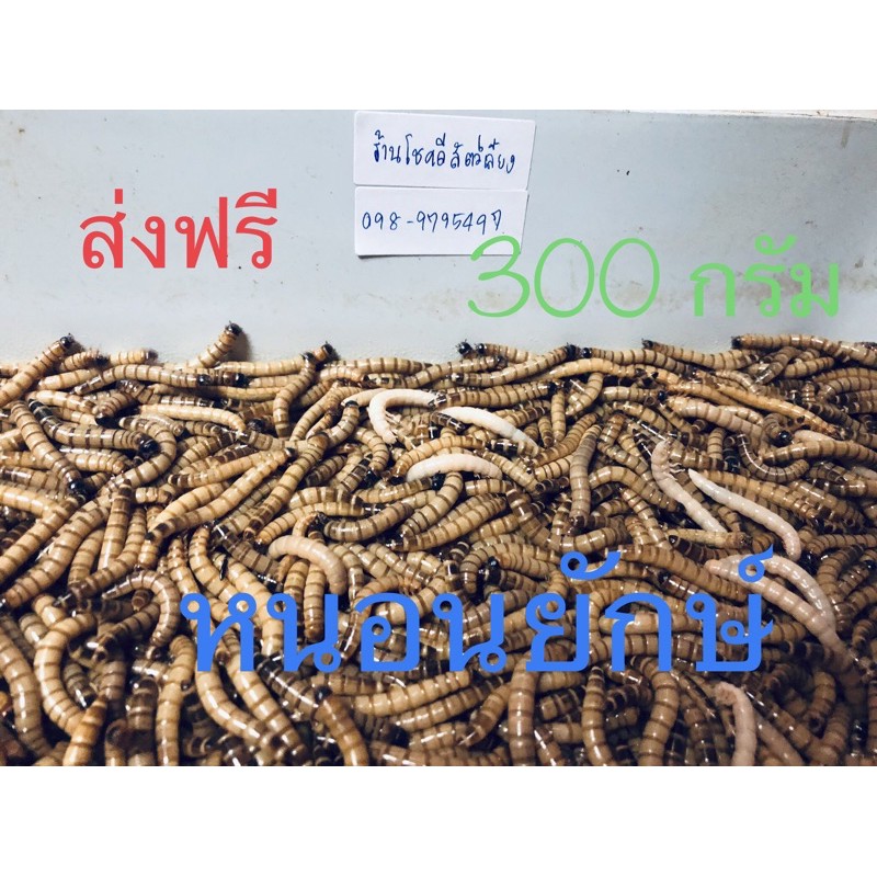 MaeNid “พร้อมส่ง” ส่งฟรี!! หนอนยักษ์ 300 กรัม | Shopee Thailand