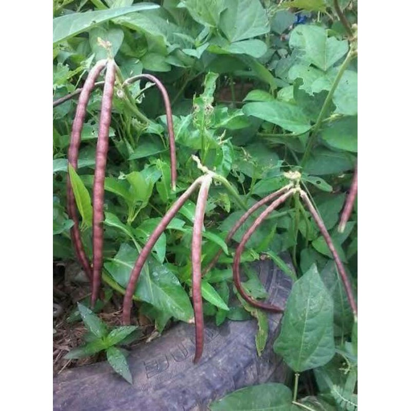 เมล็ดพันธุ์ถั่วพุ่มม่วงไร้ค้างขนาด50เม็ด40บาท | Shopee Thailand