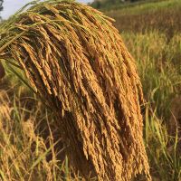 s99 ราคาพิเศษ | ซื้อออนไลน์ที่ Shopee ส่งฟรี*ทั่วไทย!