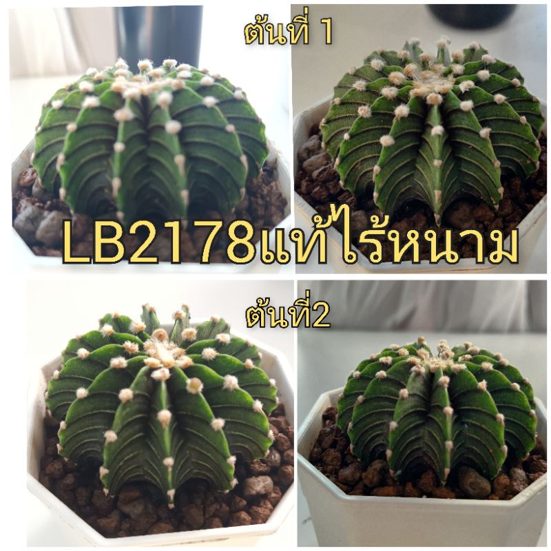 LB2178 แท้ 13พูไร้หนาม (ไม้เมล็ด) | Shopee Thailand