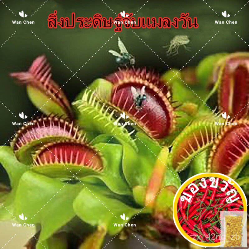 ไม้กินแมลง กาบหอยแครงปากแดง (Venus Flytrap Seed) 30 Seeds Potted ...