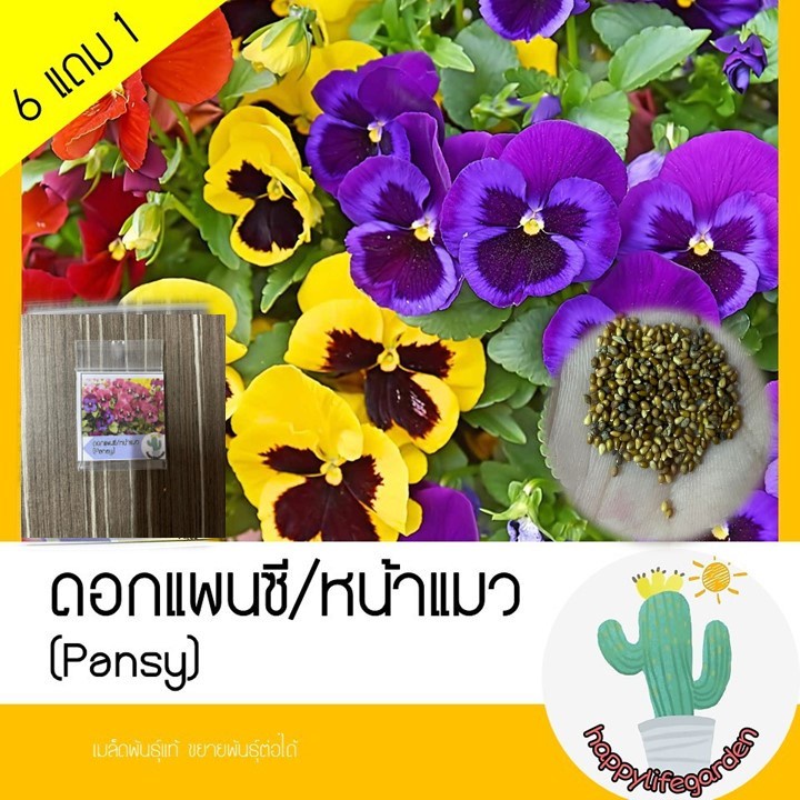 เมล็ดพันธุ์ ดอกไวโอล่า แพนซี ดอกหน้าแมว [คละสี] pancy viola | Shopee ...