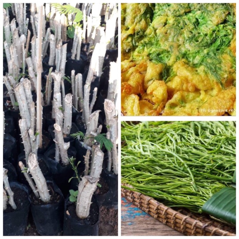 ต้นชะอม หรือผักขา (เสียบกิ่ง) | Shopee Thailand