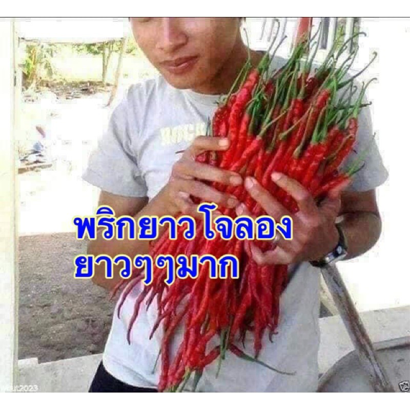 เมล็ดพันธุ์พริกยาวโจลอง(บรรจุ100 เมล็ด)79 บาท | Shopee Thailand